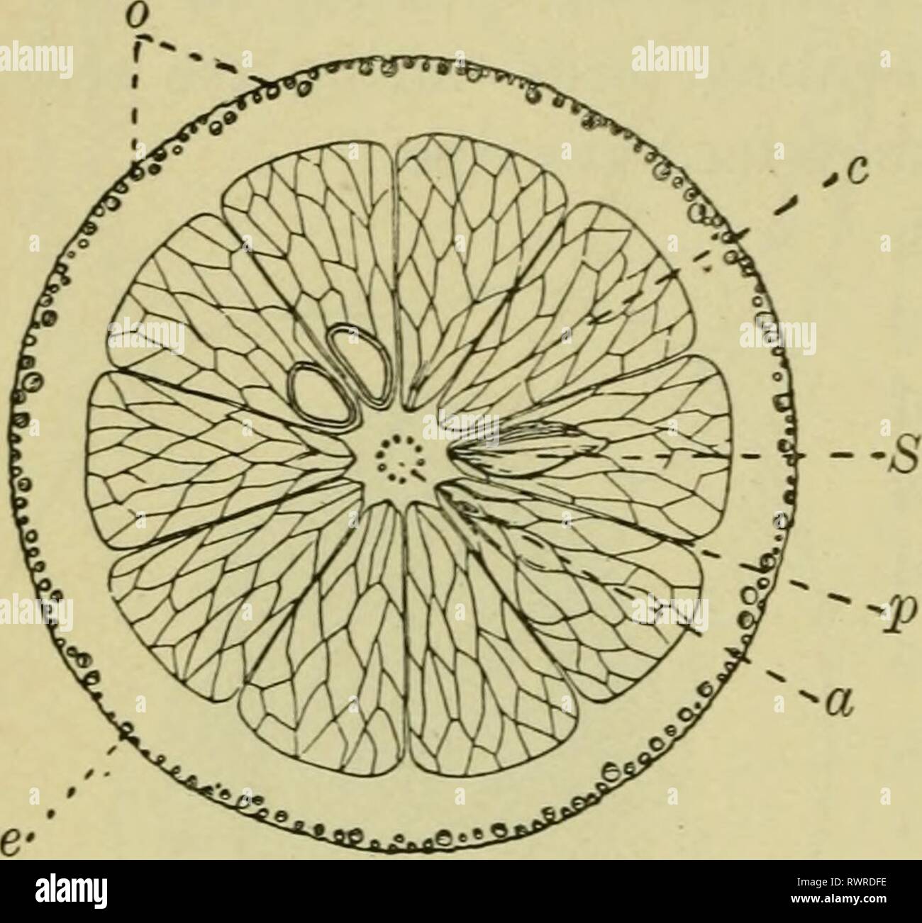 Elements of botany (1896 Stock Photo - Alamy