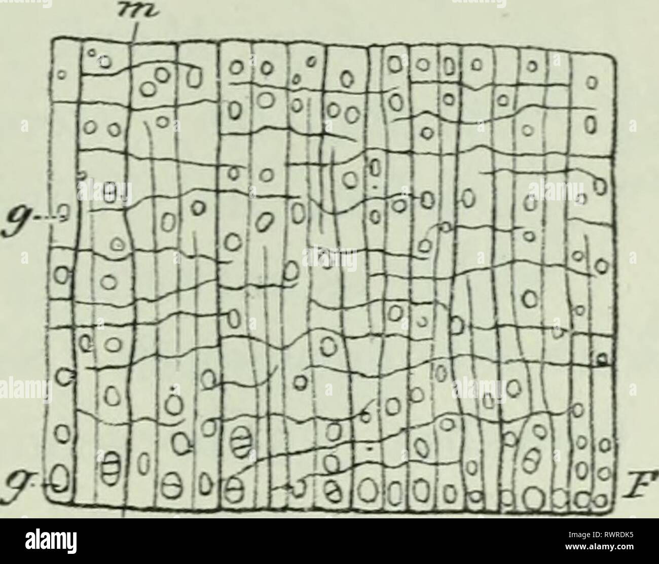 Elemente der wissenschaftlichen Botanik (1906 Stock Photo - Alamy