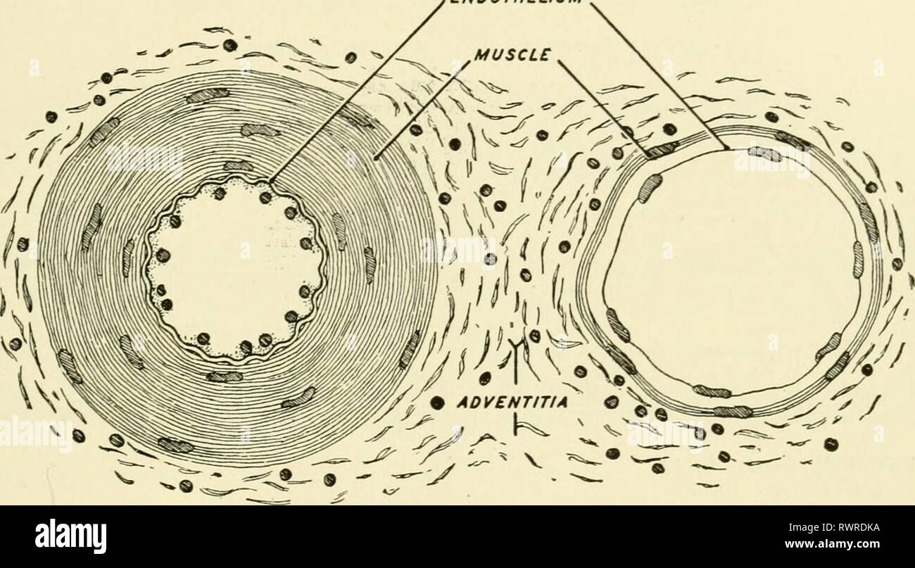 Elements of biology, with special Stock Photo - Alamy