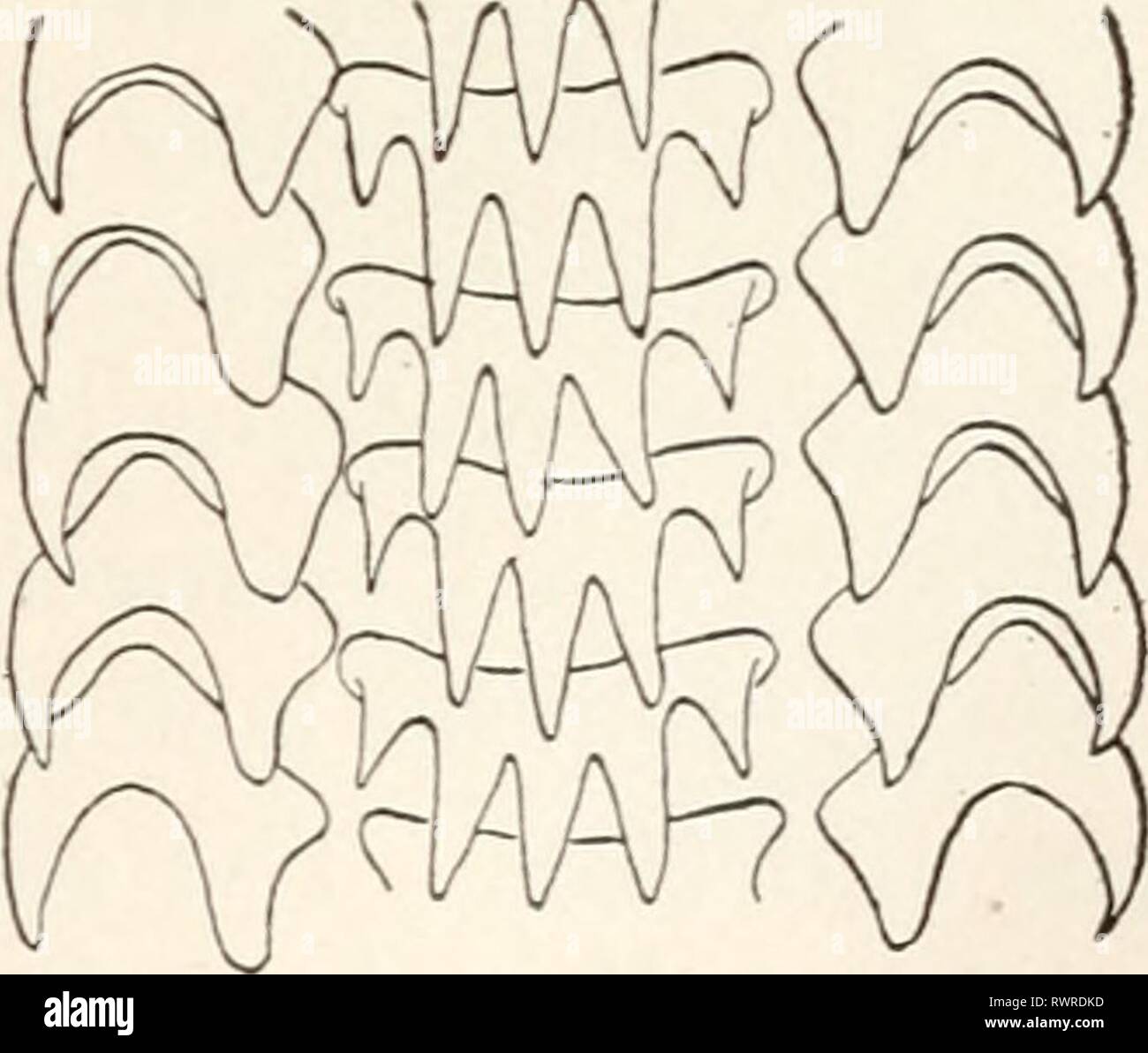 Fish blood vessels hi-res stock photography and images - Alamy