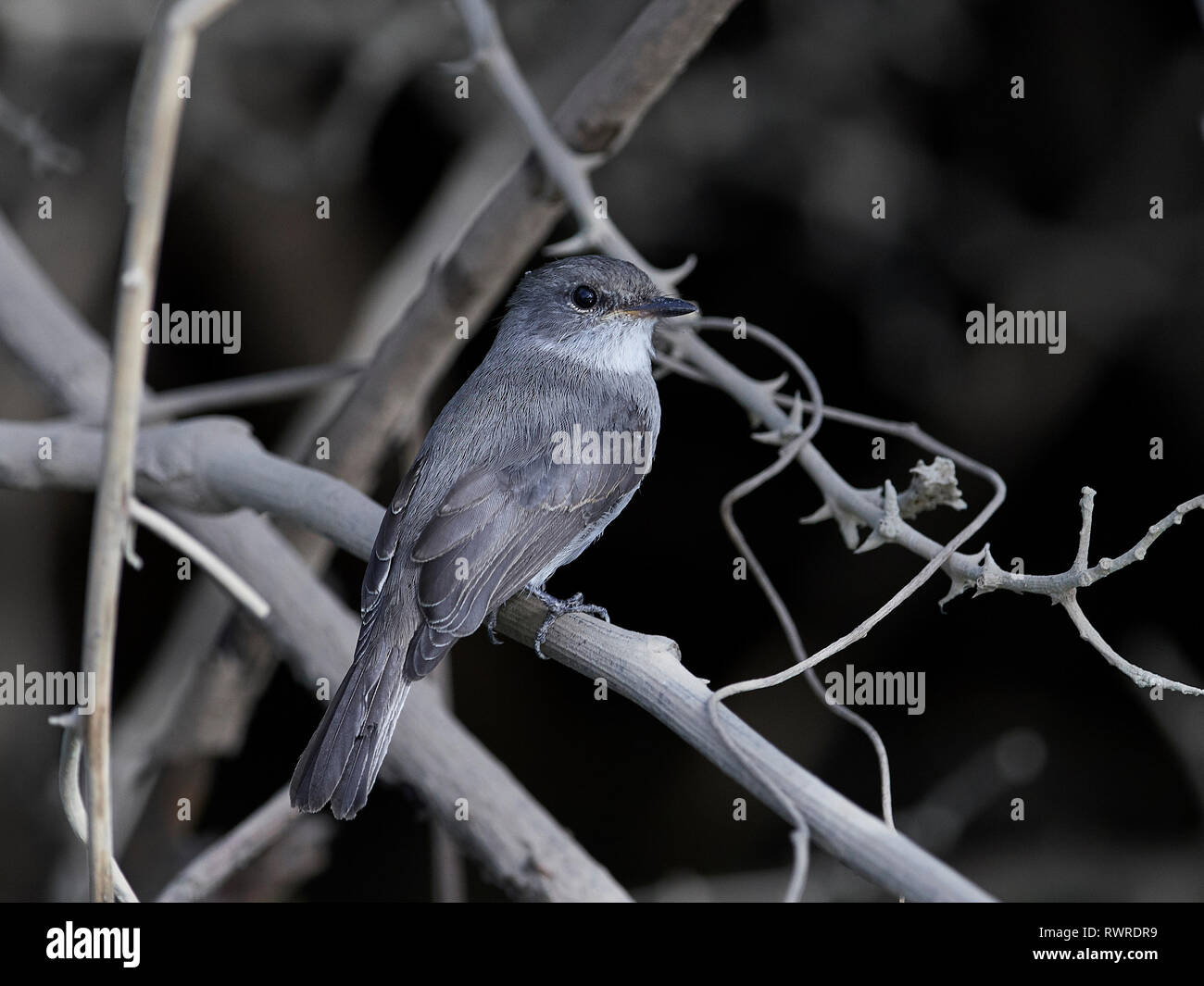 Swamp flycatcher in its natural habitat in The Gambia Stock Photo - Alamy