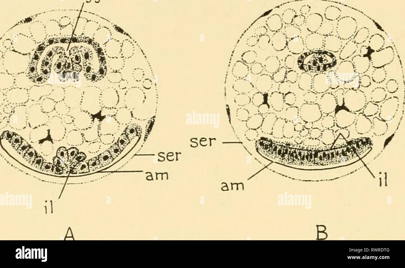 Embryology of insects and myriapods; Embryology of insects and ...