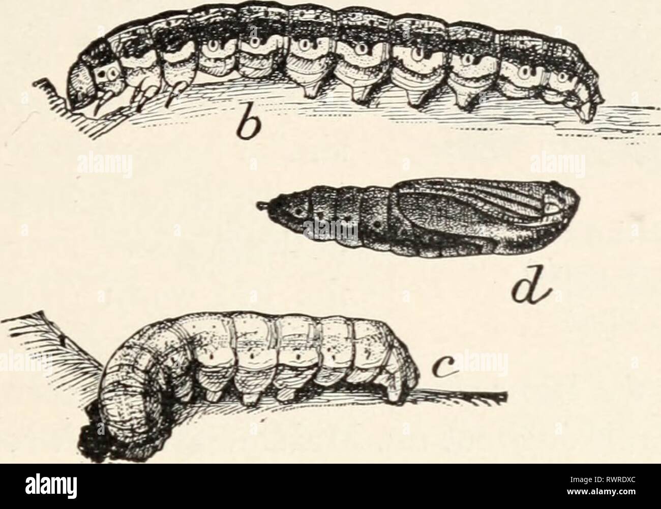 Ear worm drawing hi-res stock photography and images - Alamy