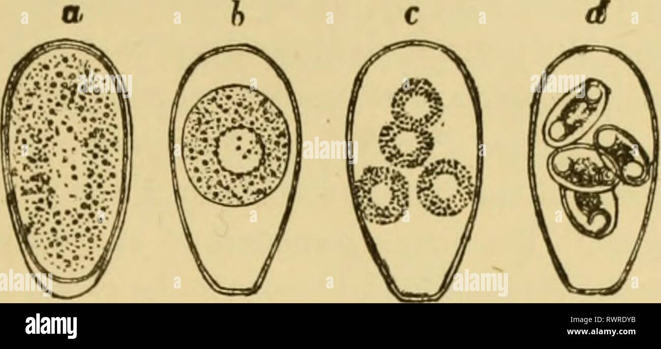 Coccidia Egg