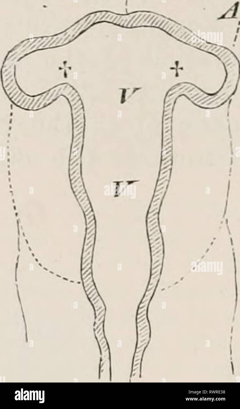 Elements of the comparative anatomy Stock Photo - Alamy