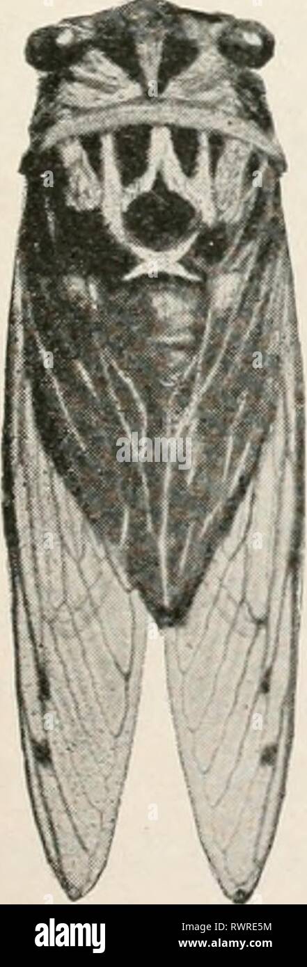 Elementary studies in insect life Elementary studies in insect life ...