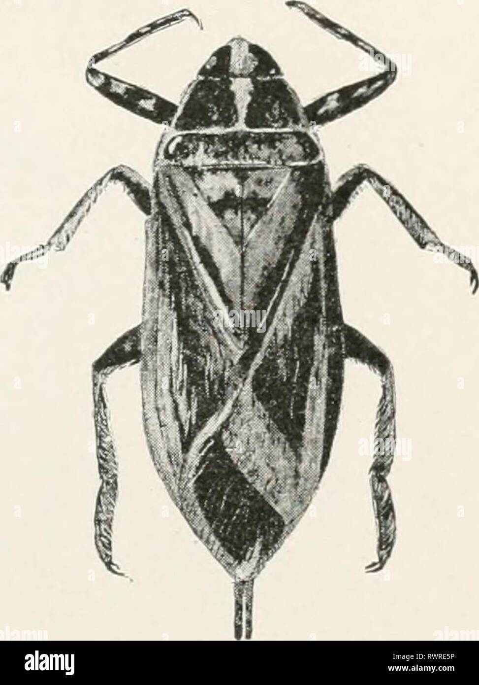 Elementary studies in insect life Elementary studies in insect life ...