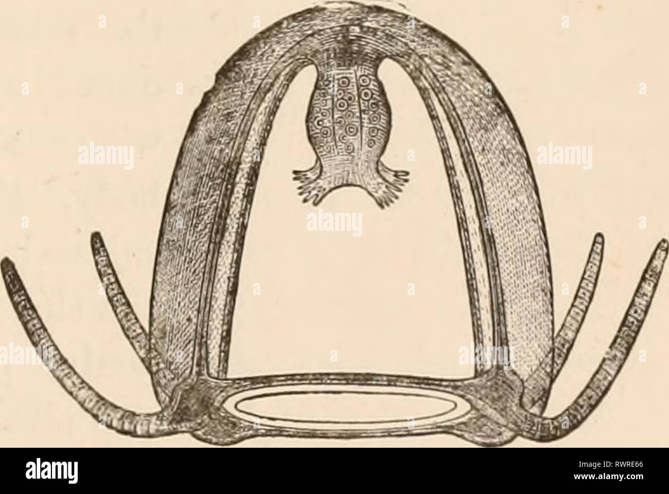 Flat cylindrical body hi-res stock photography and images - Alamy
