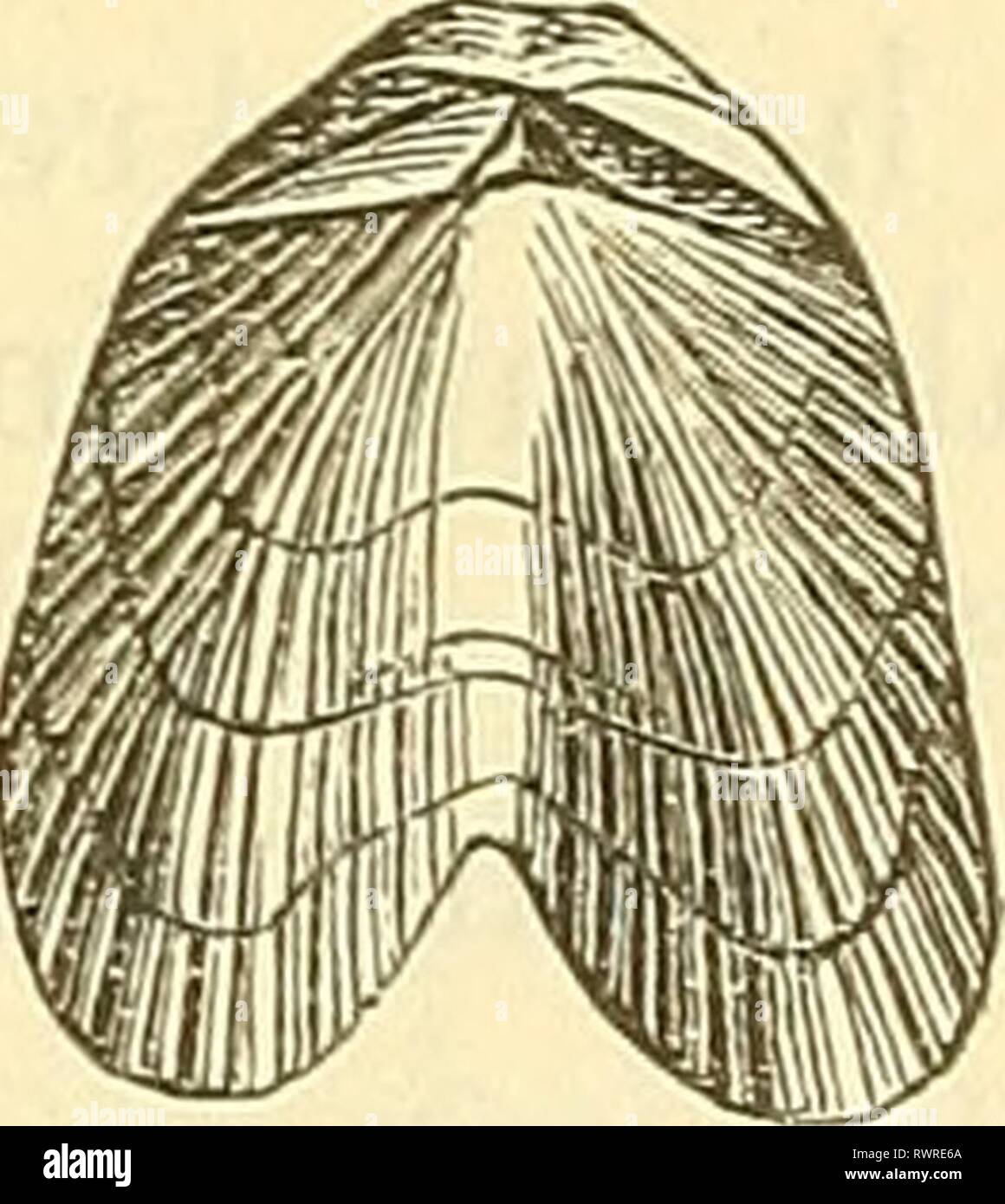 Orthis sp hi-res stock photography and images - Alamy