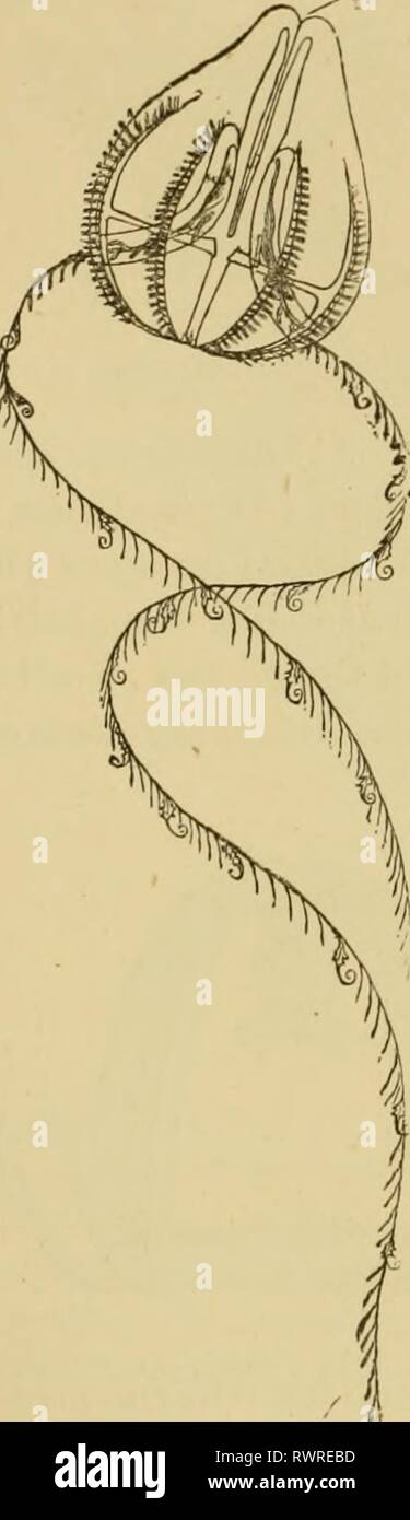 Stinging polyps hi-res stock photography and images - Alamy
