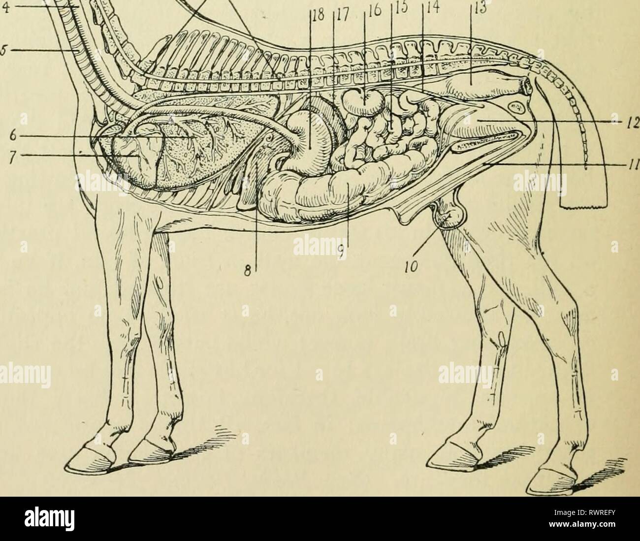Horse anatomy internal anatomy horse hi-res stock photography and ...