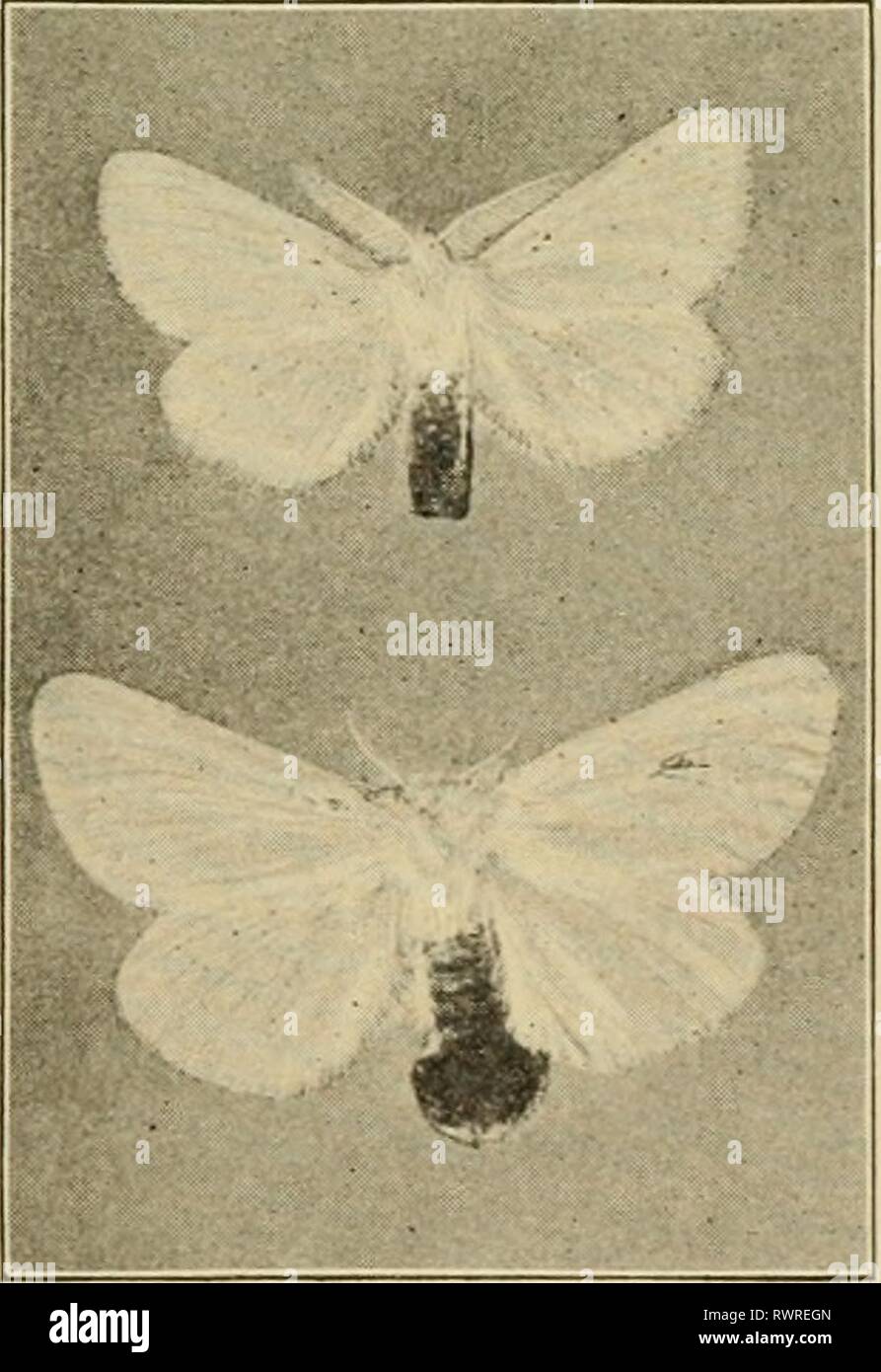 Elementary entomology (1912) Elementary entomology elementaryento00sand ...