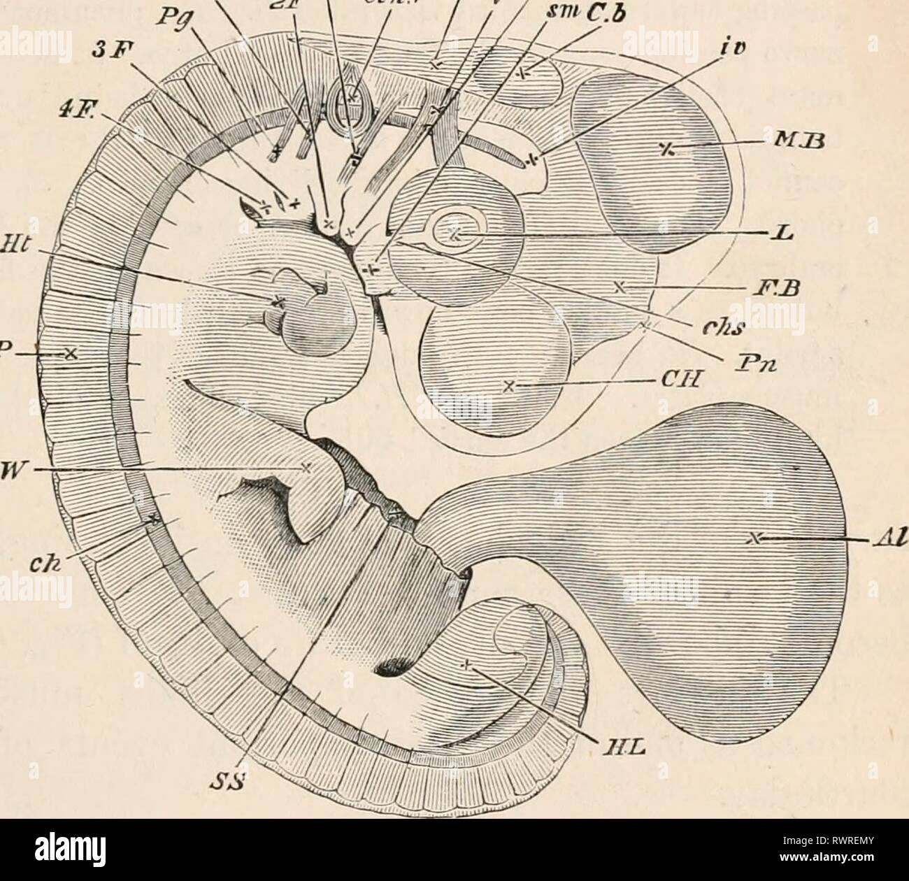 The elements of Embryology (1889 Stock Photo - Alamy
