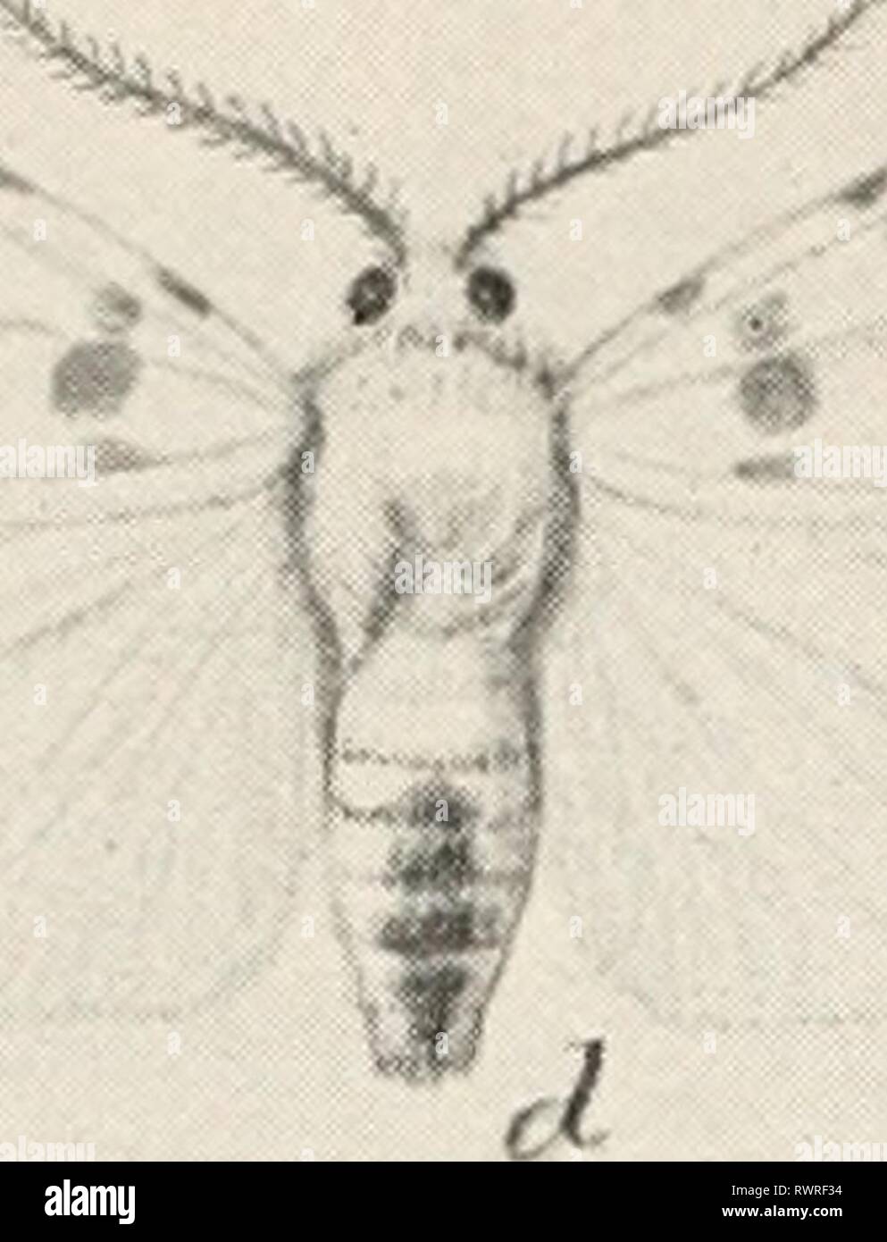 Elementary entomology ([c1912]) Elementary entomology ...