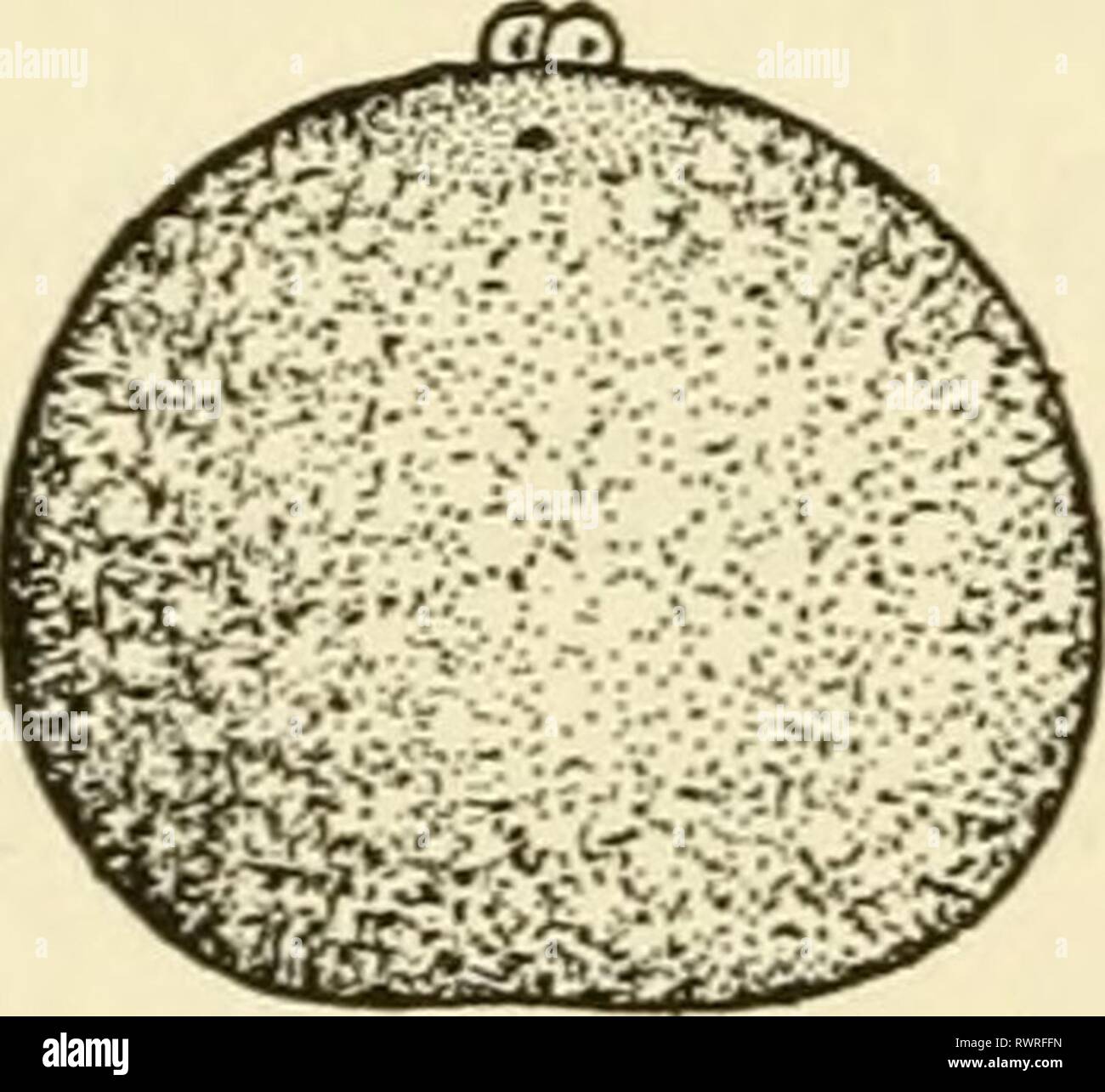 Elements of biology, with special Stock Photo - Alamy