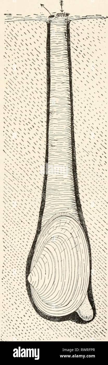 Siphon tubes hi-res stock photography and images - Alamy