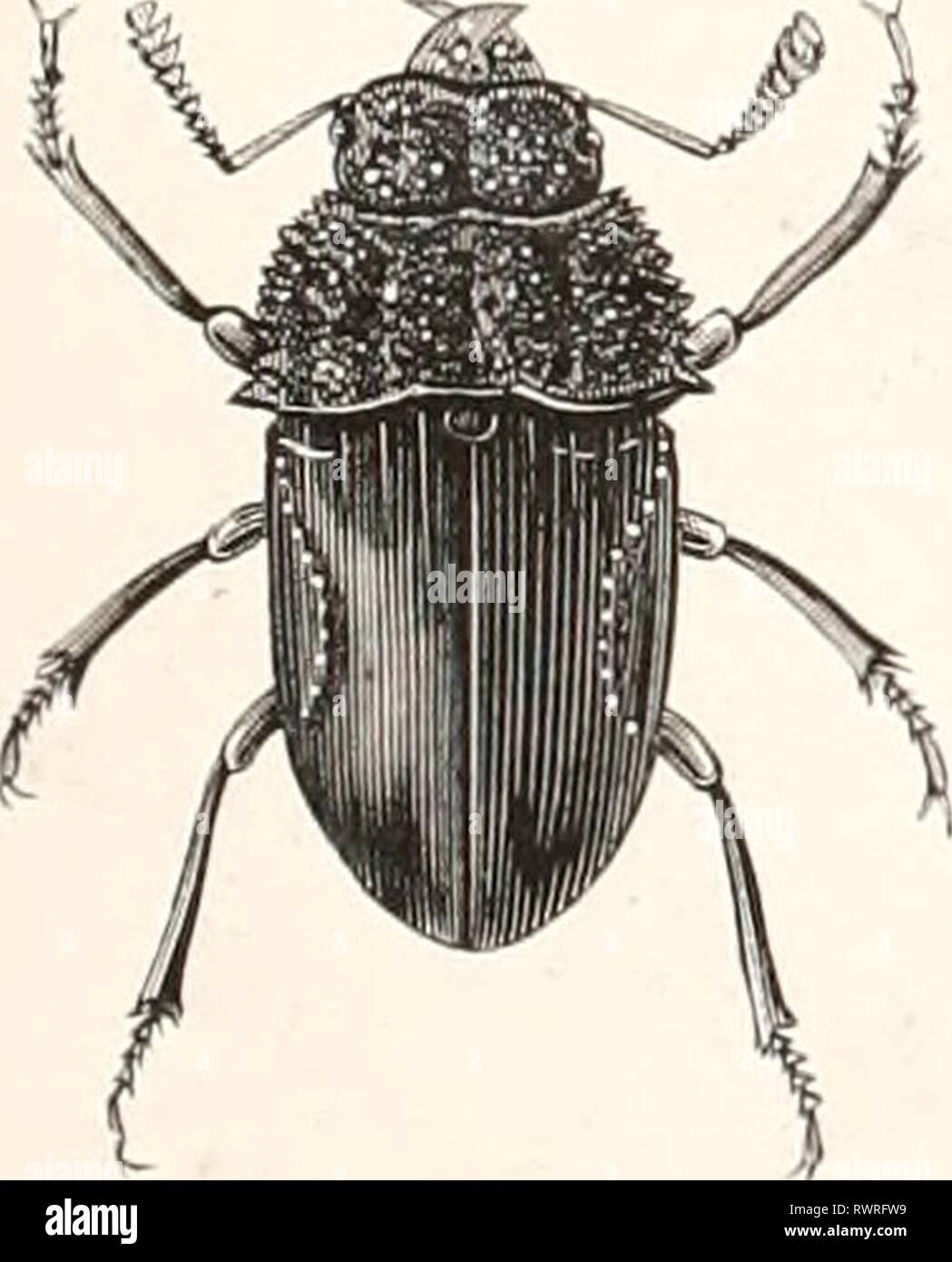 Daubenton s hi-res stock photography and images - Alamy