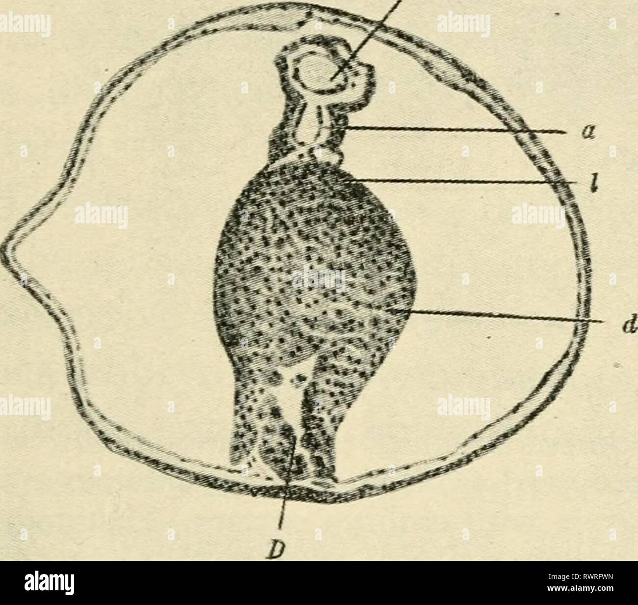 The elements of experimental embryology Stock Photo - Alamy