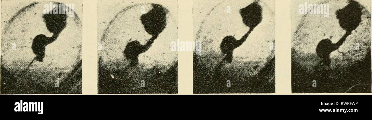 The elements of experimental embryology Stock Photo - Alamy