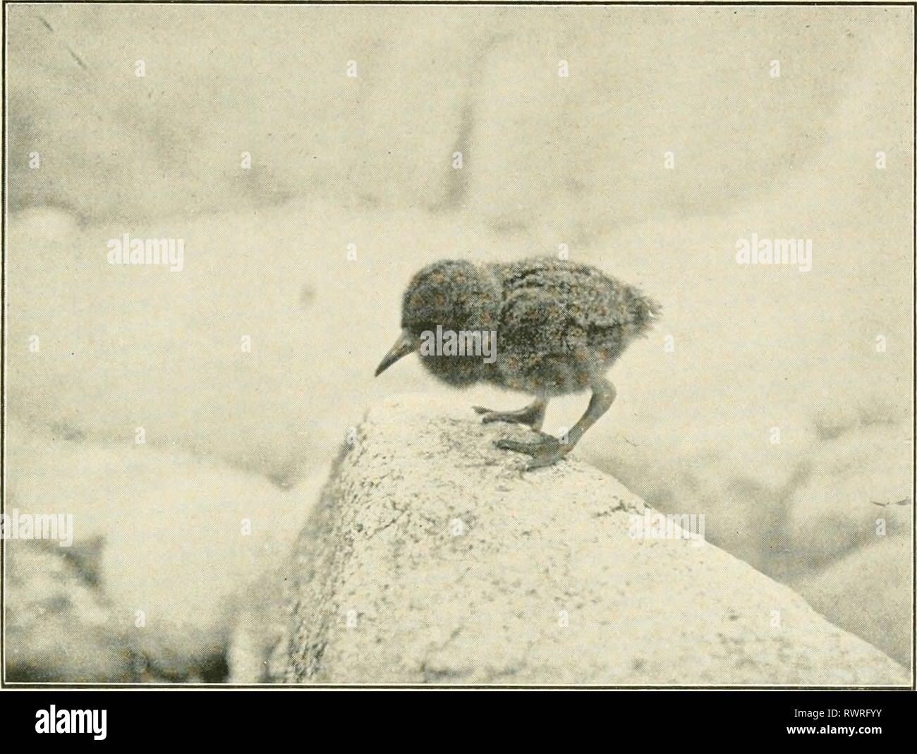The Emu official organ Stock Photo - Alamy