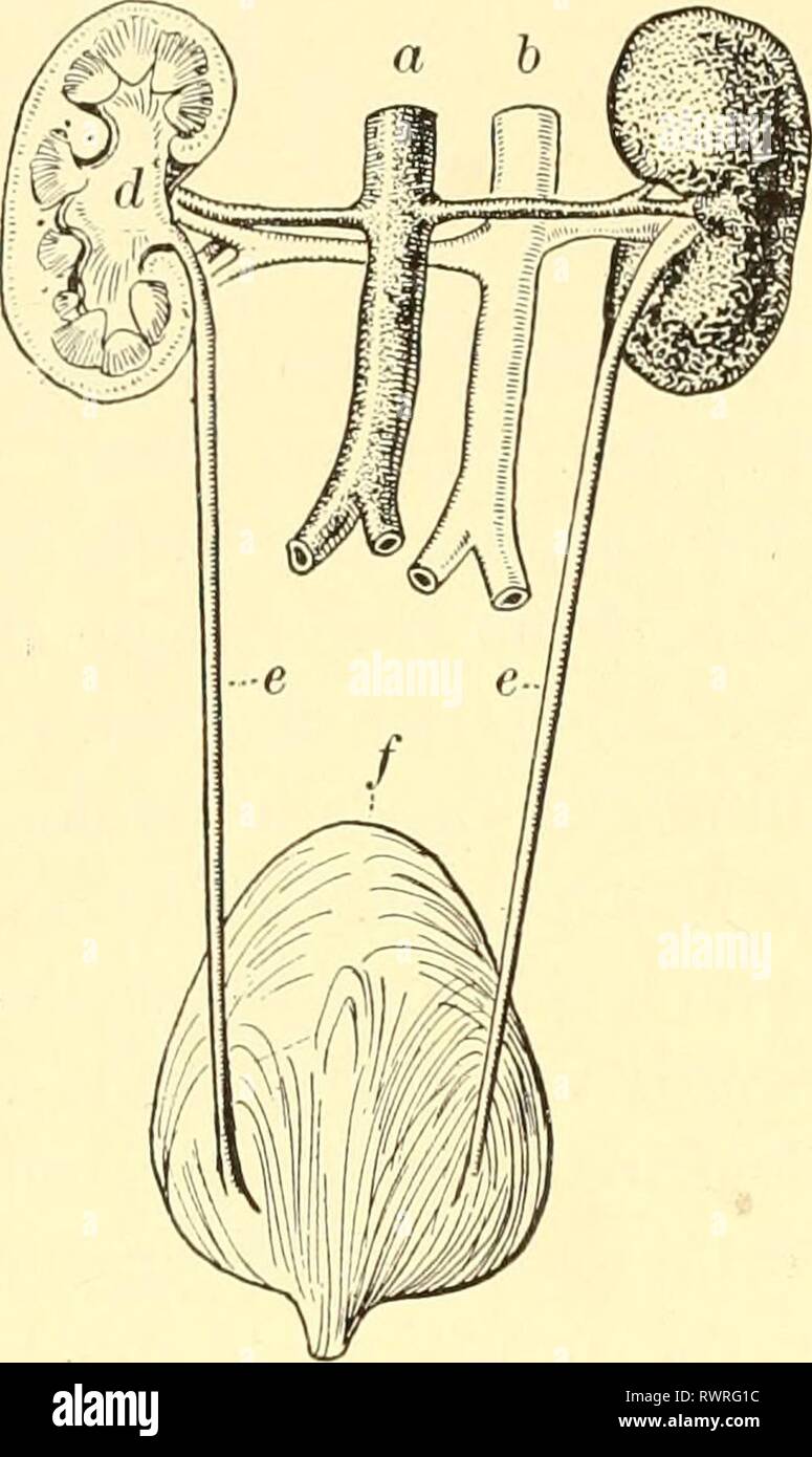 Elementary biology; an introduction to Stock Photo - Alamy