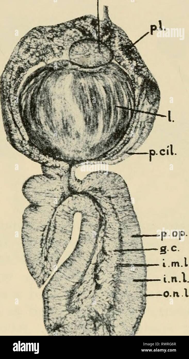 The elements of experimental embryology Stock Photo - Alamy