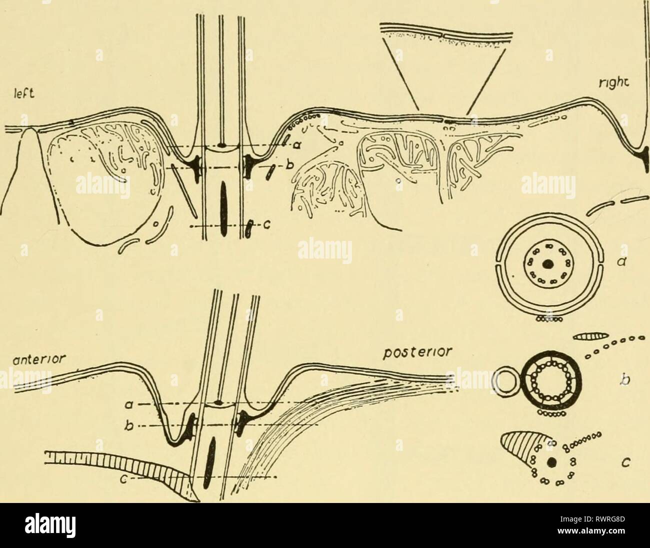Electron-microscopic structure of protozoa (1963 Stock Photo - Alamy
