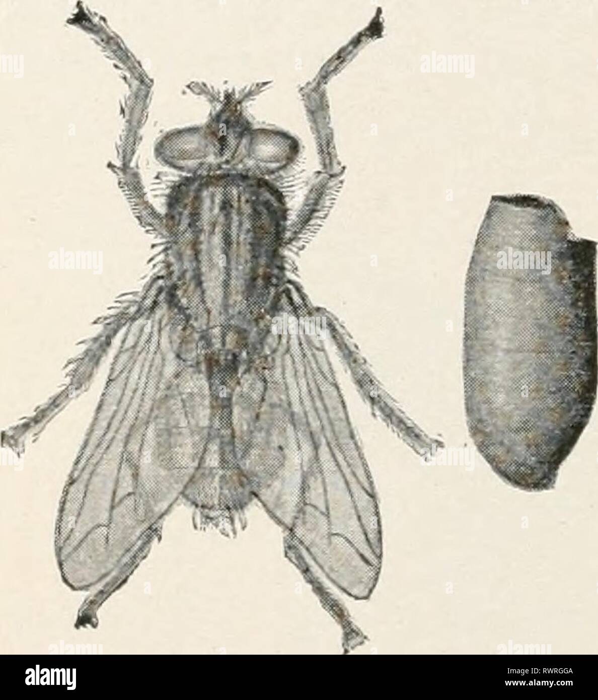 Insect diptera halteres hi-res stock photography and images - Alamy