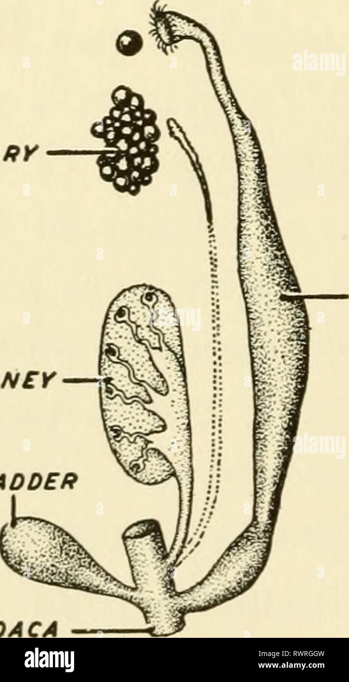 Elements of biology, with special Stock Photo - Alamy