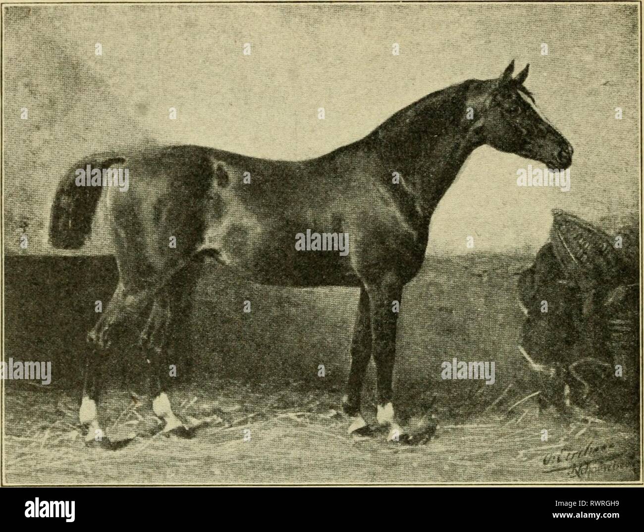Elements of hippology (1908 Stock Photo - Alamy