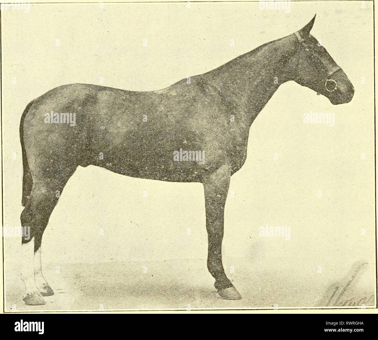 Elements of hippology (1914 Stock Photo - Alamy