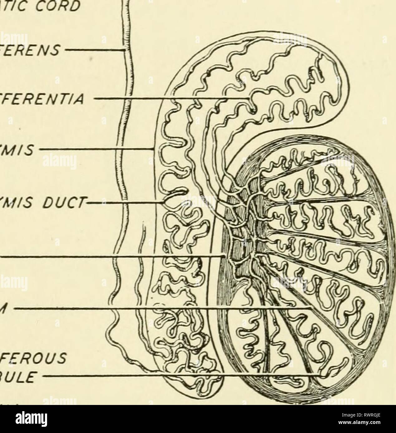 Elements of biology, with special Stock Photo - Alamy