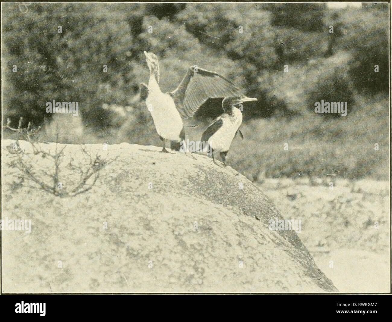 The Emu official organ Stock Photo - Alamy