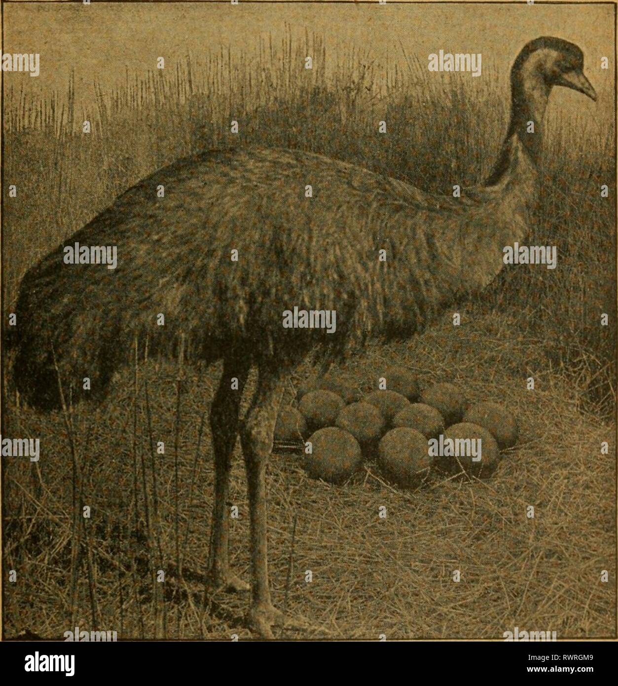 The Emu official organ Stock Photo - Alamy