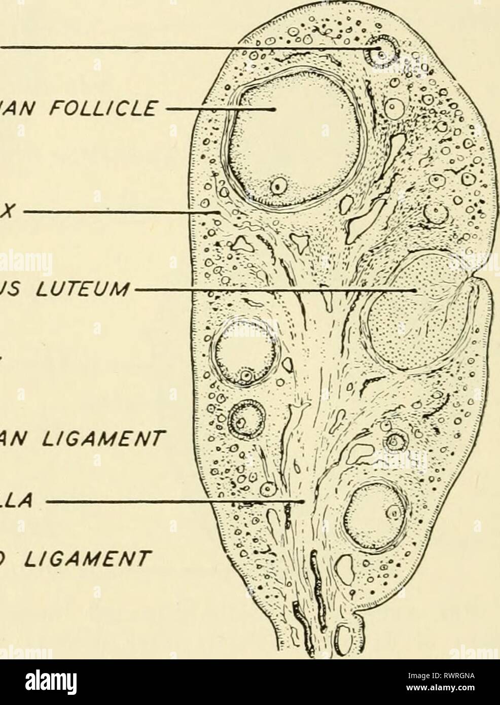 Elements of biology, with special Stock Photo - Alamy