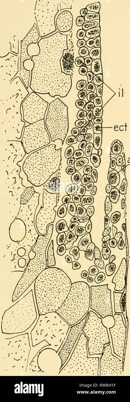 Mesodermal Cells High Resolution Stock Photography and Images - Alamy