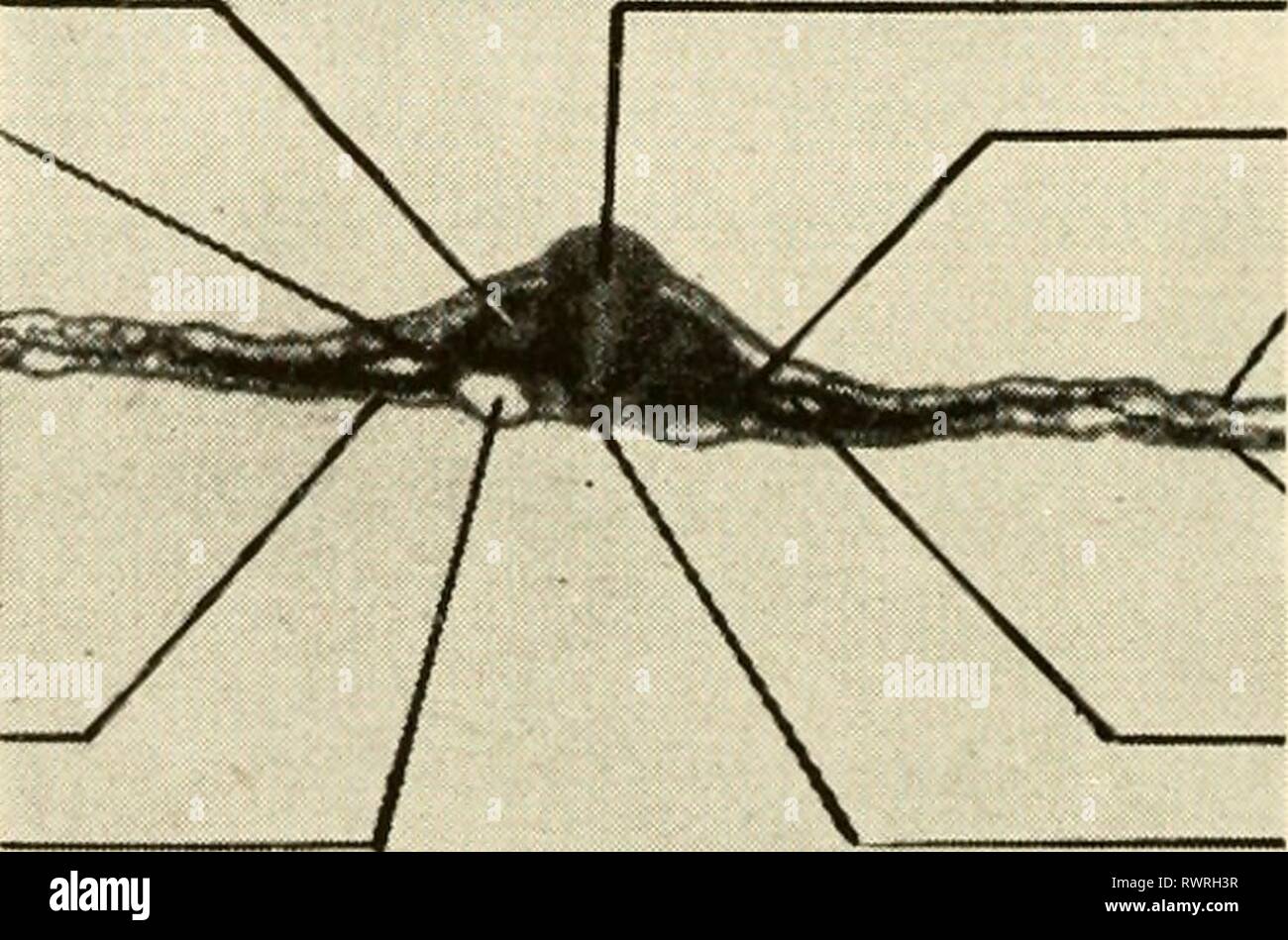 Embryology (1949) Embryology embryology00bart Year: 1949 ENDOCARDIUM ...