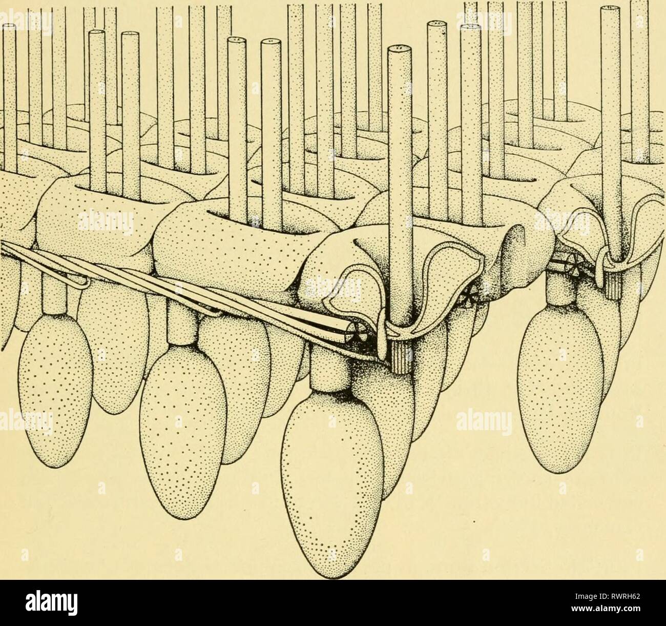 Electron-microscopic structure of protozoa (1963 Stock Photo - Alamy