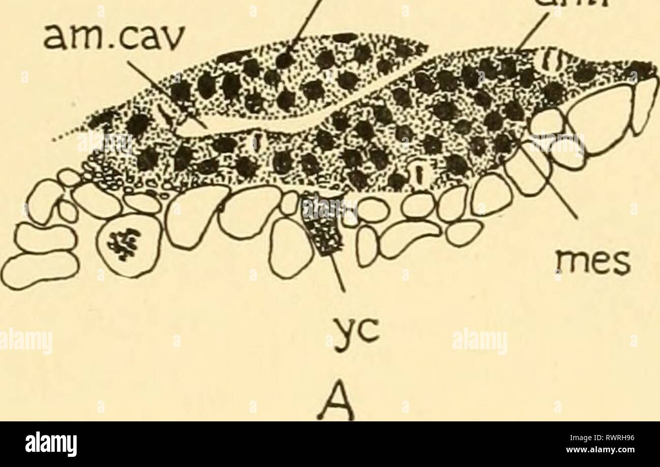 Embryology of insects and myriapods; Embryology of insects and ...