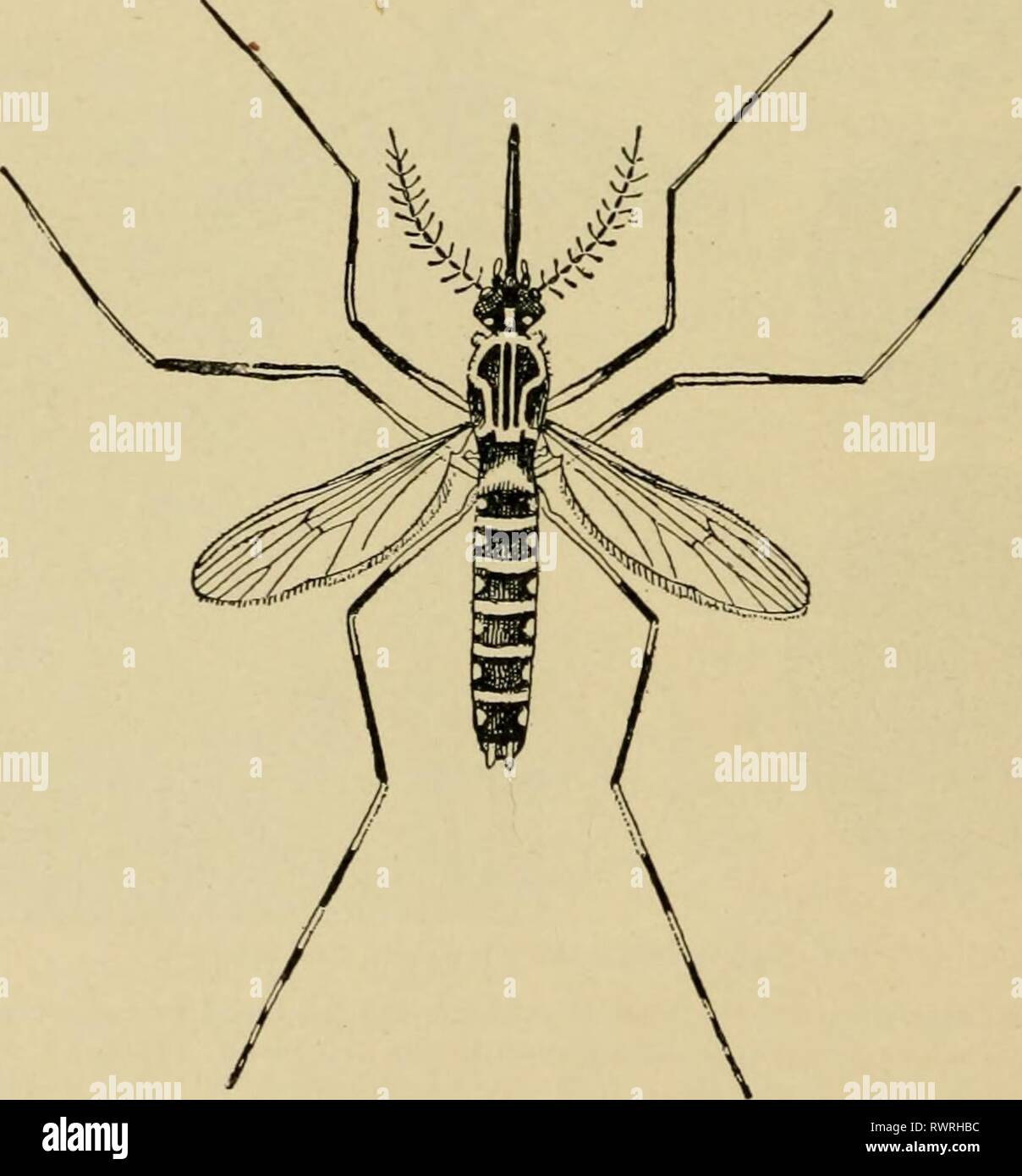 Elementary entomology (1912) Elementary entomology elementaryento00sand ...