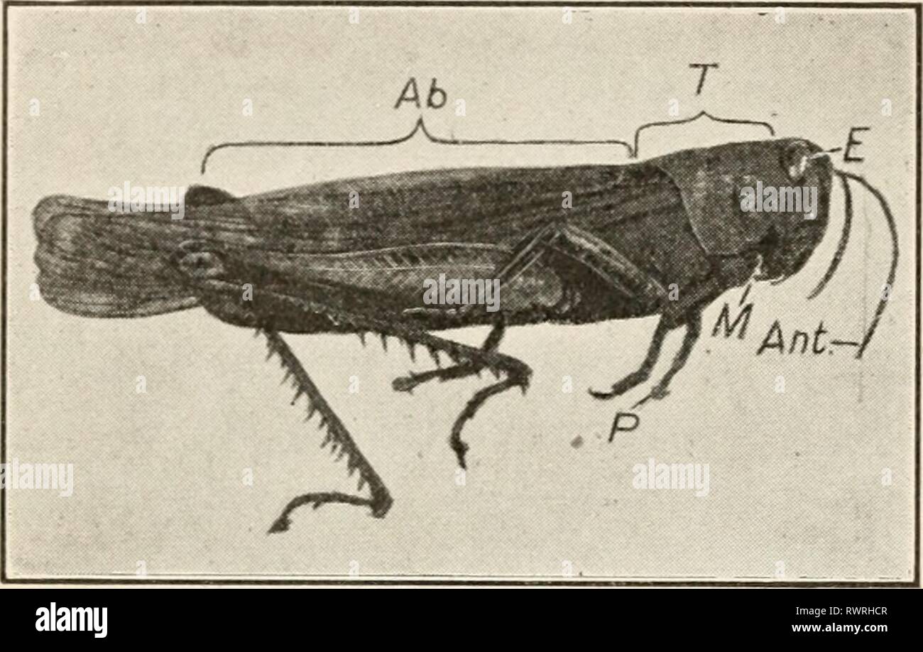 Hind legs form hi-res stock photography and images - Alamy