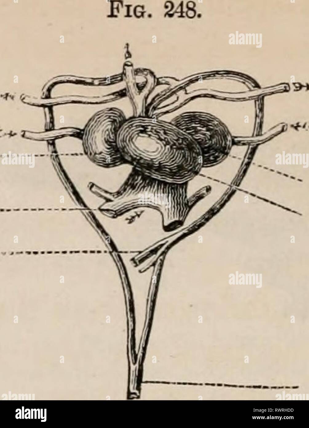 Elements of zoölogy a Stock Photo - Alamy