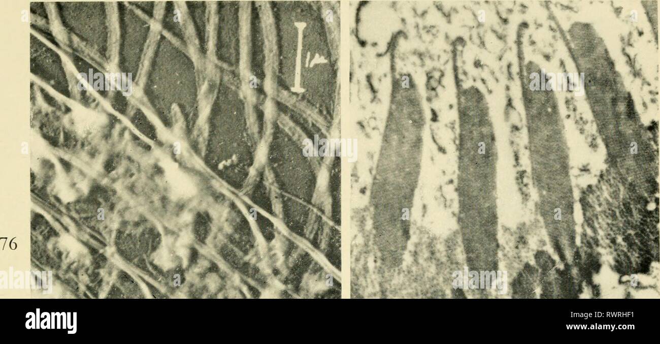 Electron-microscopic structure of protozoa (1963 Stock Photo - Alamy