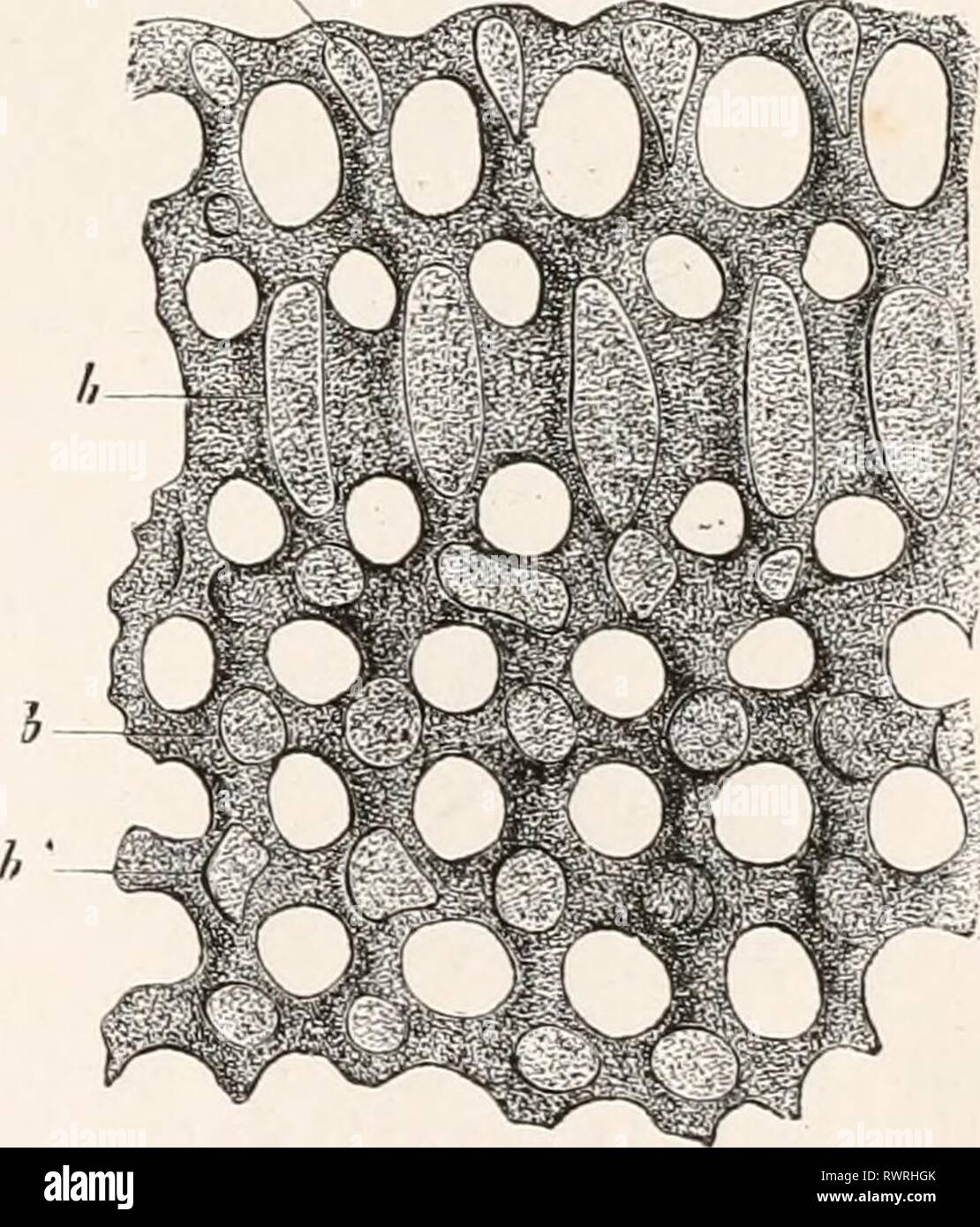 Ciliated tracts hi-res stock photography and images - Alamy