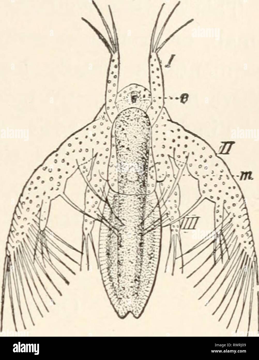Unsegmented Body Phylum : Mollusca They Have Soft Body Often Covered
