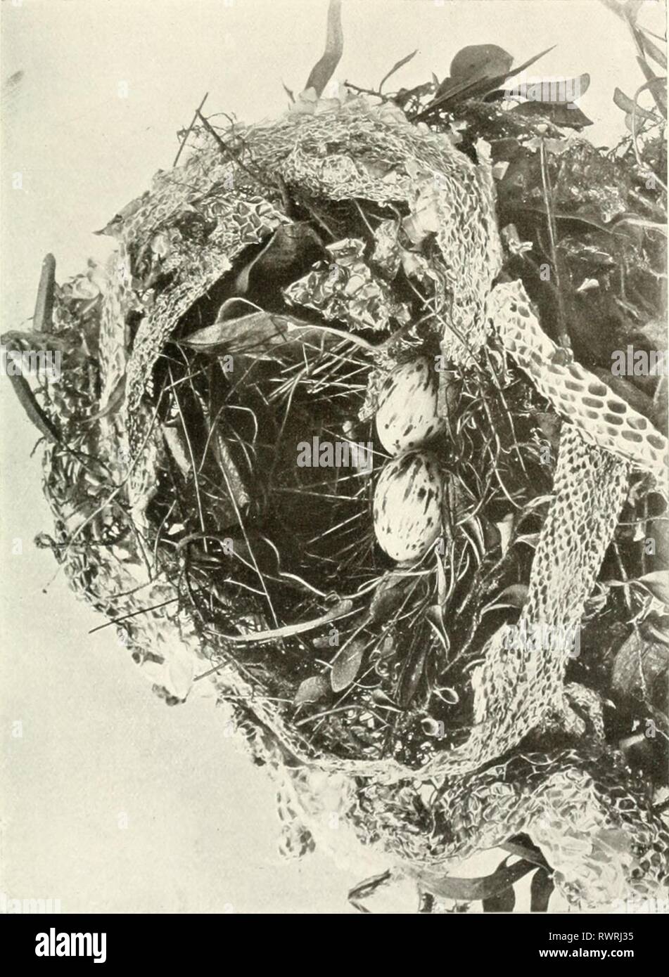 The Emu (1901) The Emu emu07aust Year: 1901 The Emu, Vol. VII. PLATE ...