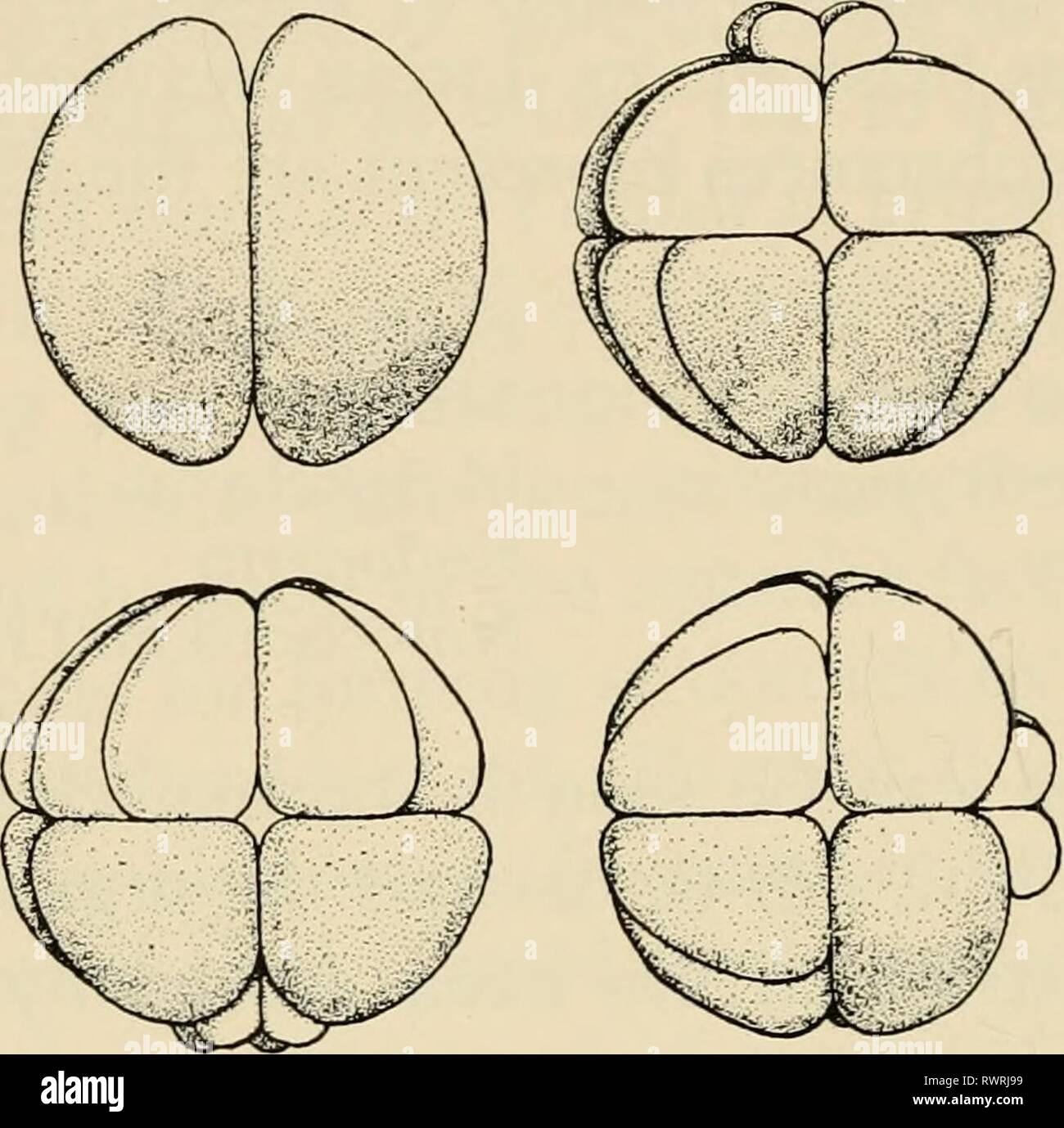 The elements of experimental embryology Stock Photo - Alamy