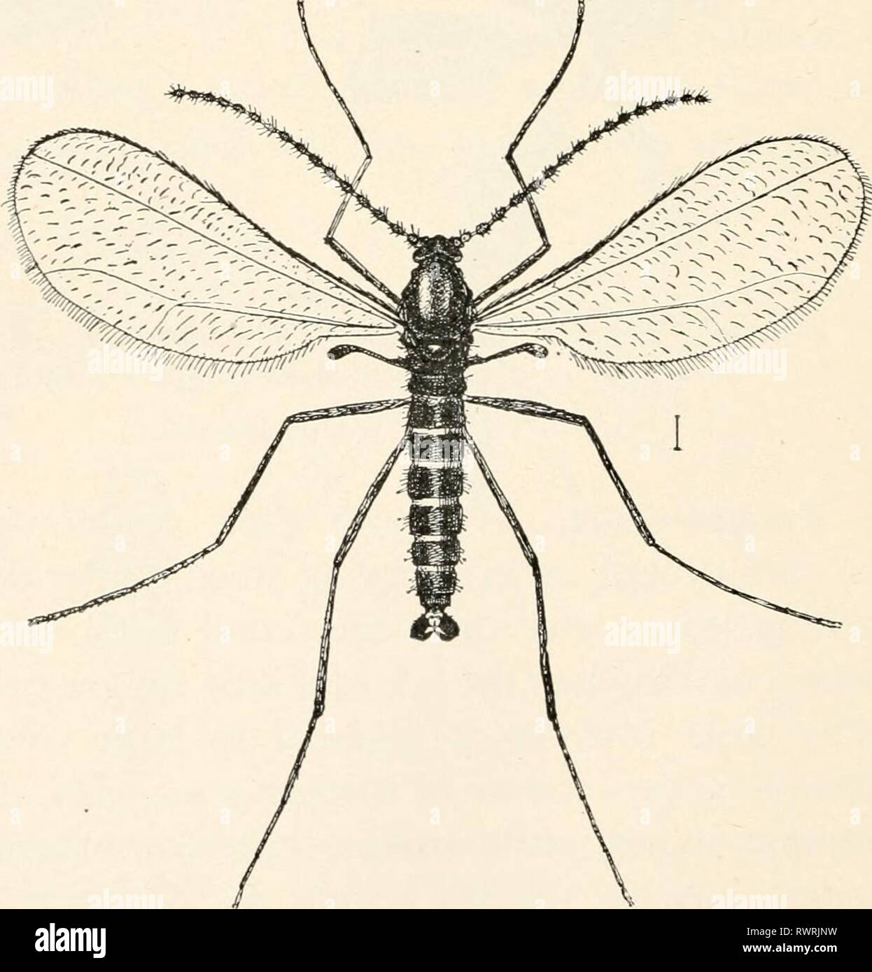 Elementary entomology ([c1912]) Elementary entomology ...
