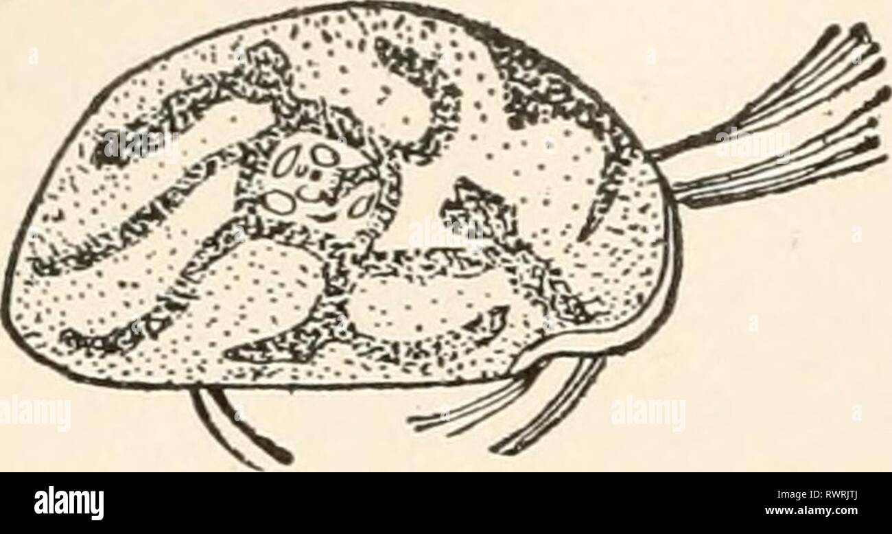 Clam parts hi-res stock photography and images - Alamy