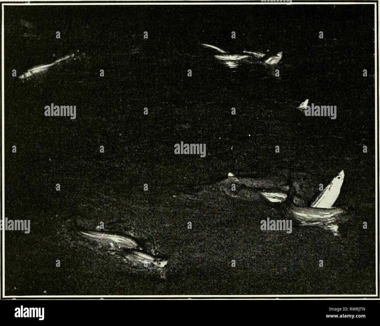 Grunion spawning hi-res stock photography and images - Alamy